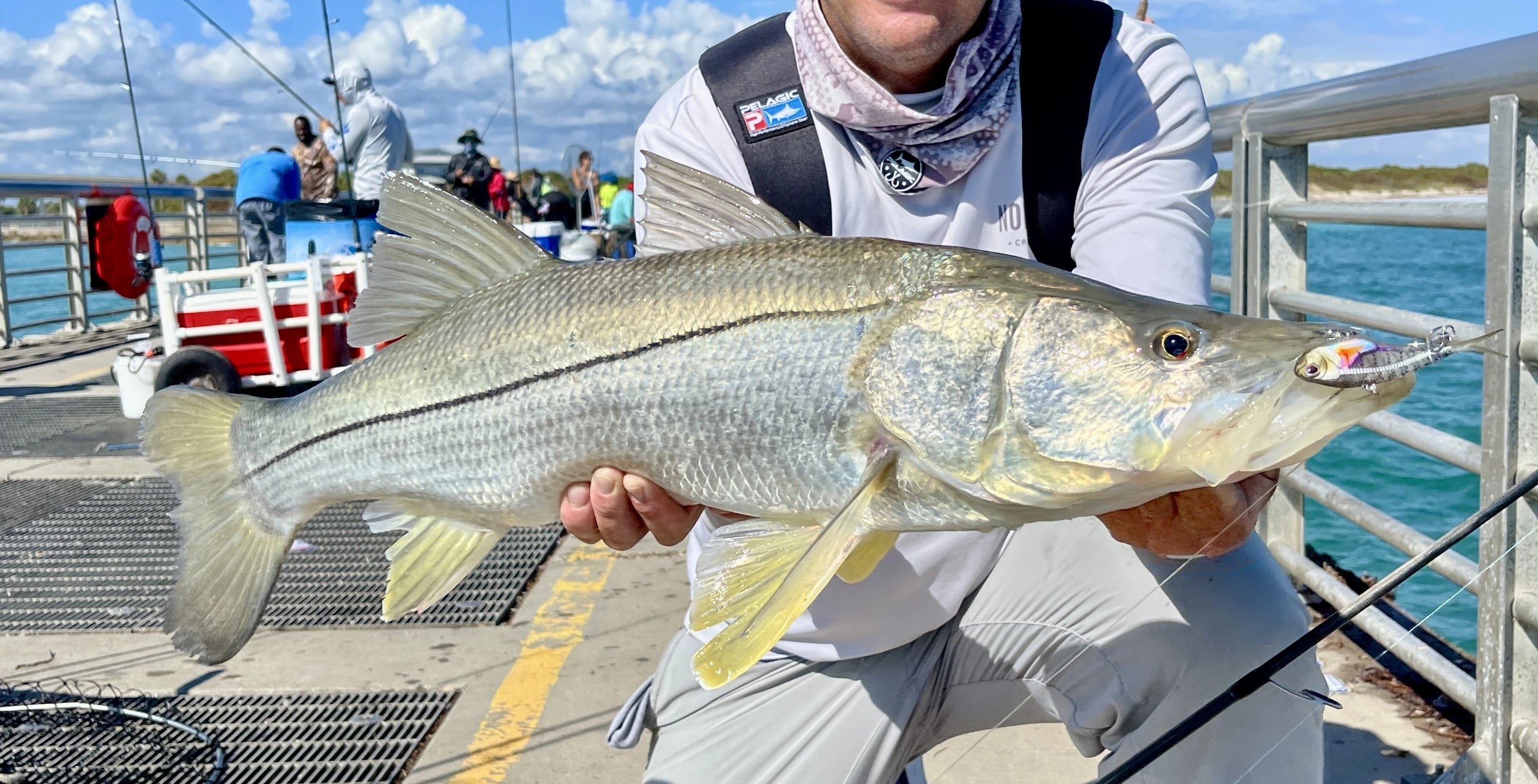 Australian Snook Fish