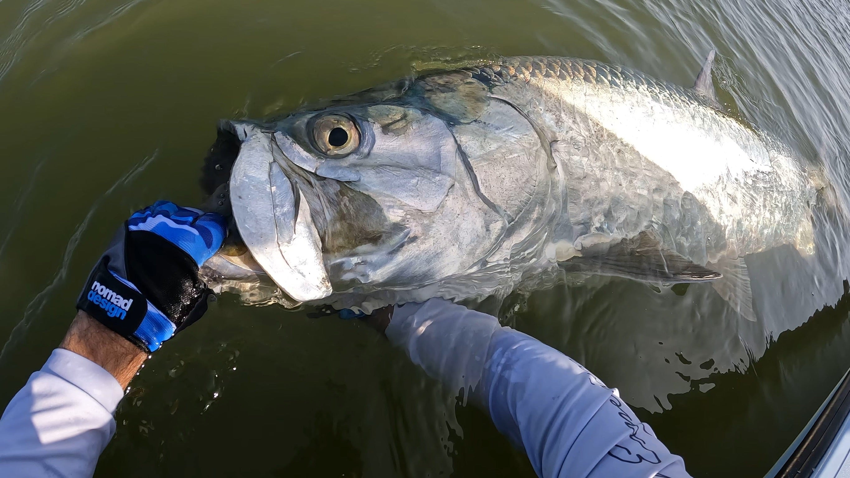 Tarpon Fish Teeth Tarpon With Uppointing Mouth. | Download Scientific