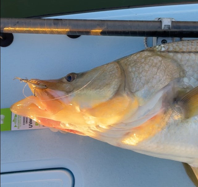 My Heaviest Snook To Date! – Nomad Tackle