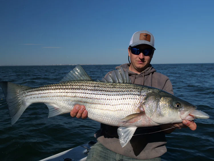 Nomad Design Striped Bass Lure Collection